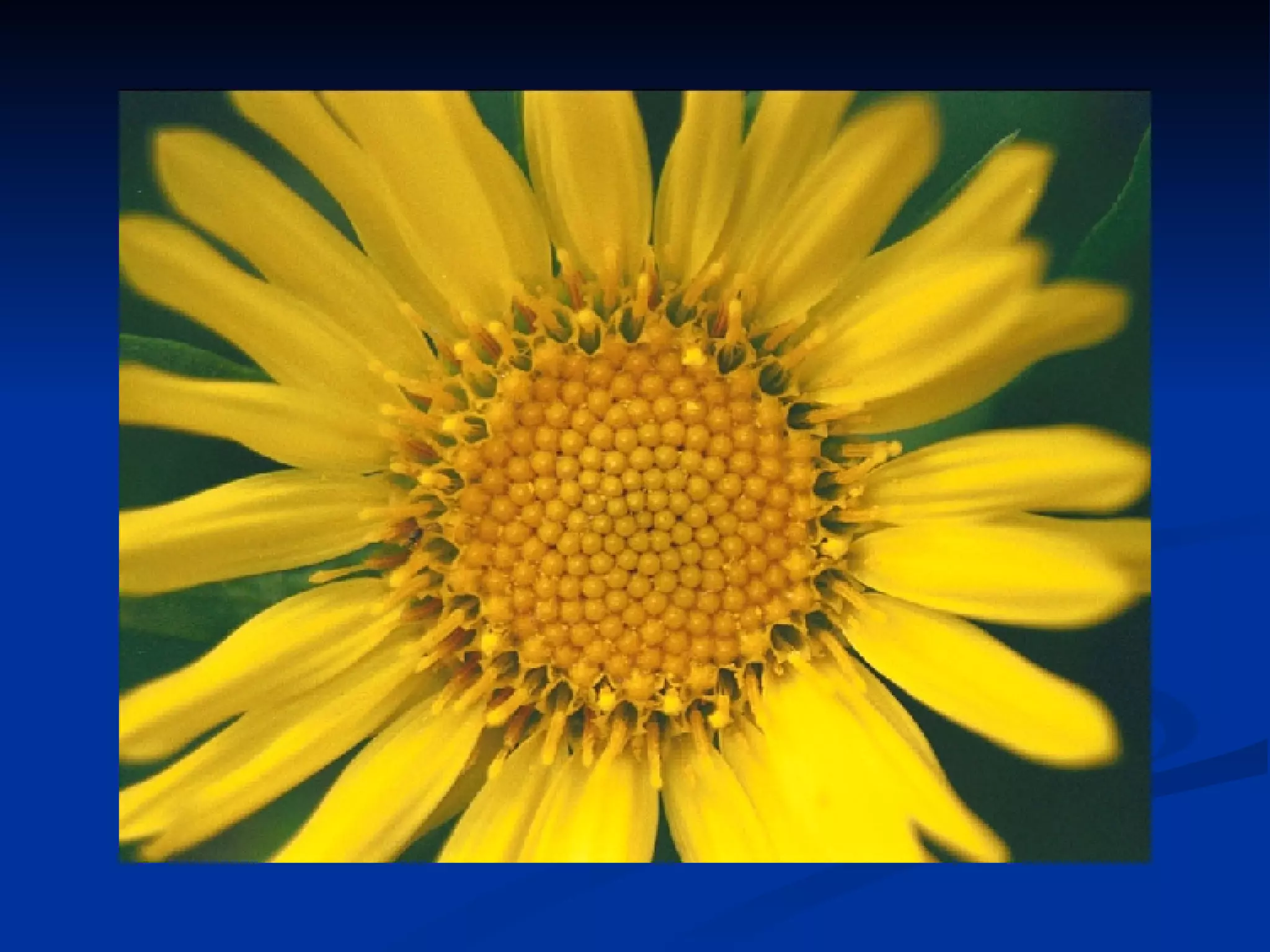 Symmetry Around Us | PPT