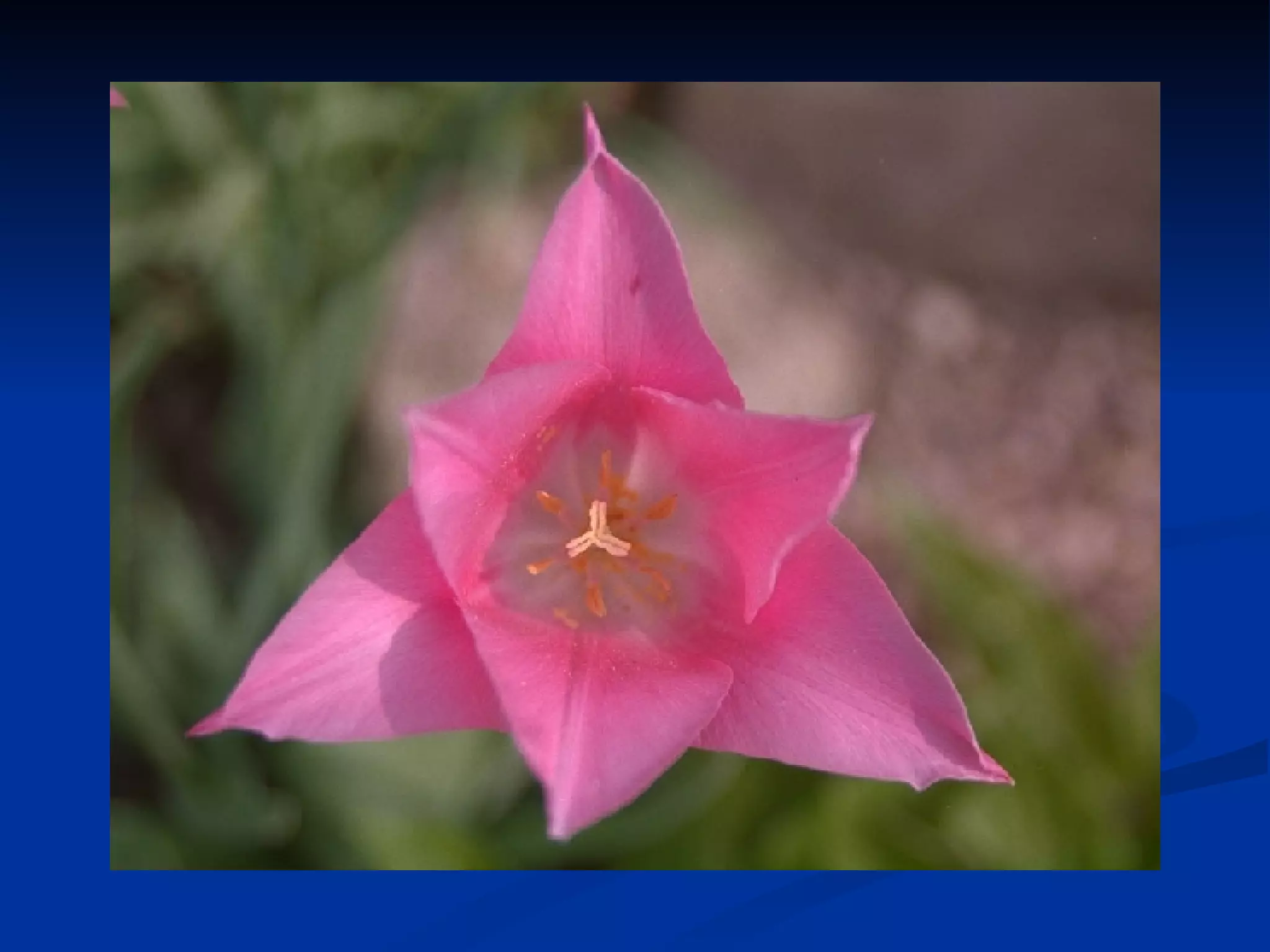 Symmetry Around Us | PPT