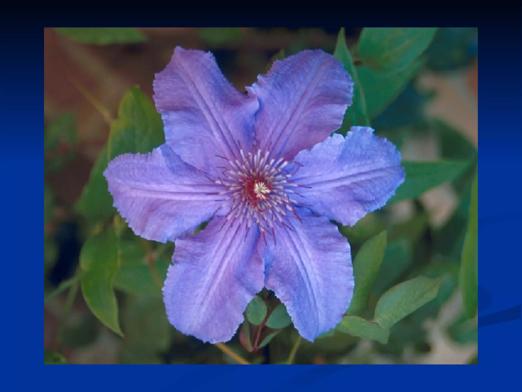 Symmetry Around Us | PPT