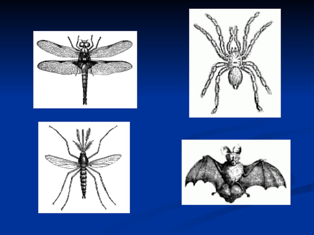 Symmetry Around Us | PPT | Physics | Science