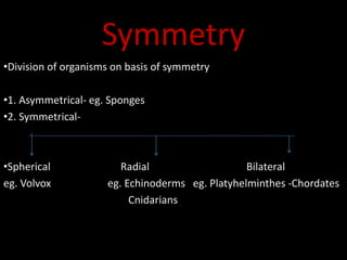 Symmetry coelom and metamerism | PPTX