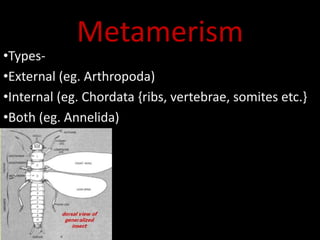 Symmetry coelom and metamerism | PPTX