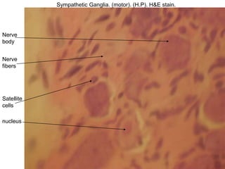 sympathatic ganglia.ppt