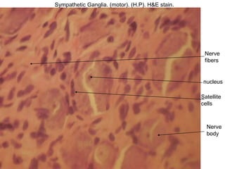 sympathatic ganglia.ppt