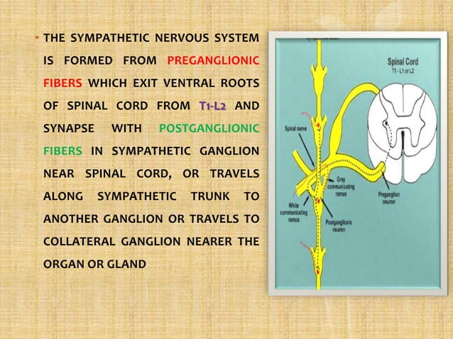Sympathectomy | PPTX | Death, Injury, or Military Conflict | Sensitive ...