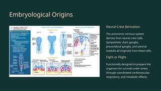 Sympathetic Nervous System in Pain Medicine | Anatomy, CRPS ...