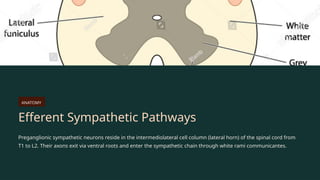 Sympathetic Nervous System in Pain Medicine | Anatomy, CRPS ...