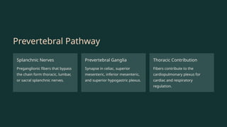 Sympathetic Nervous System in Pain Medicine | Anatomy, CRPS ...
