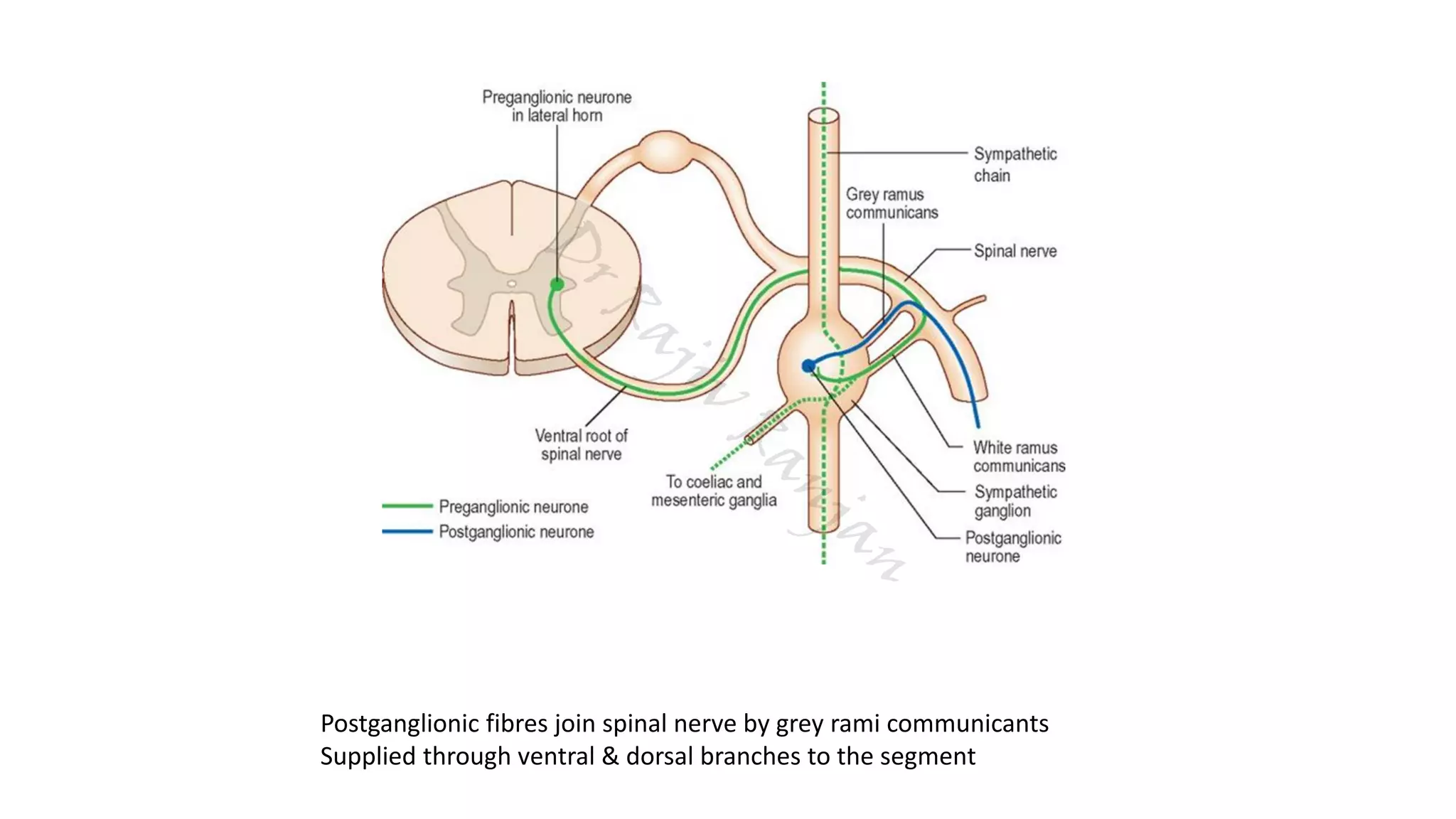 Sympathetic nervous system | PDF | Death, Injury, or Military Conflict ...