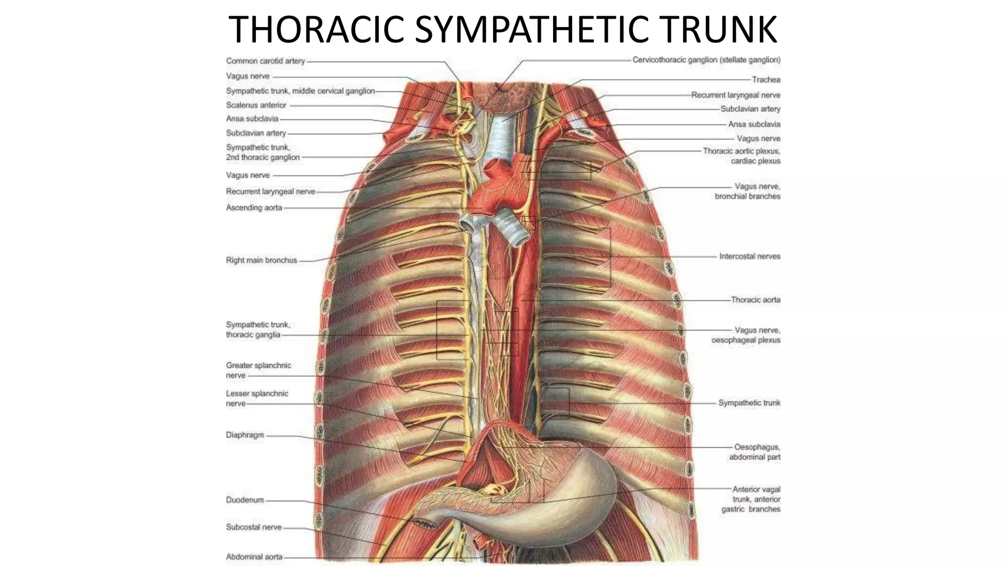 Sympathetic nervous system | PDF