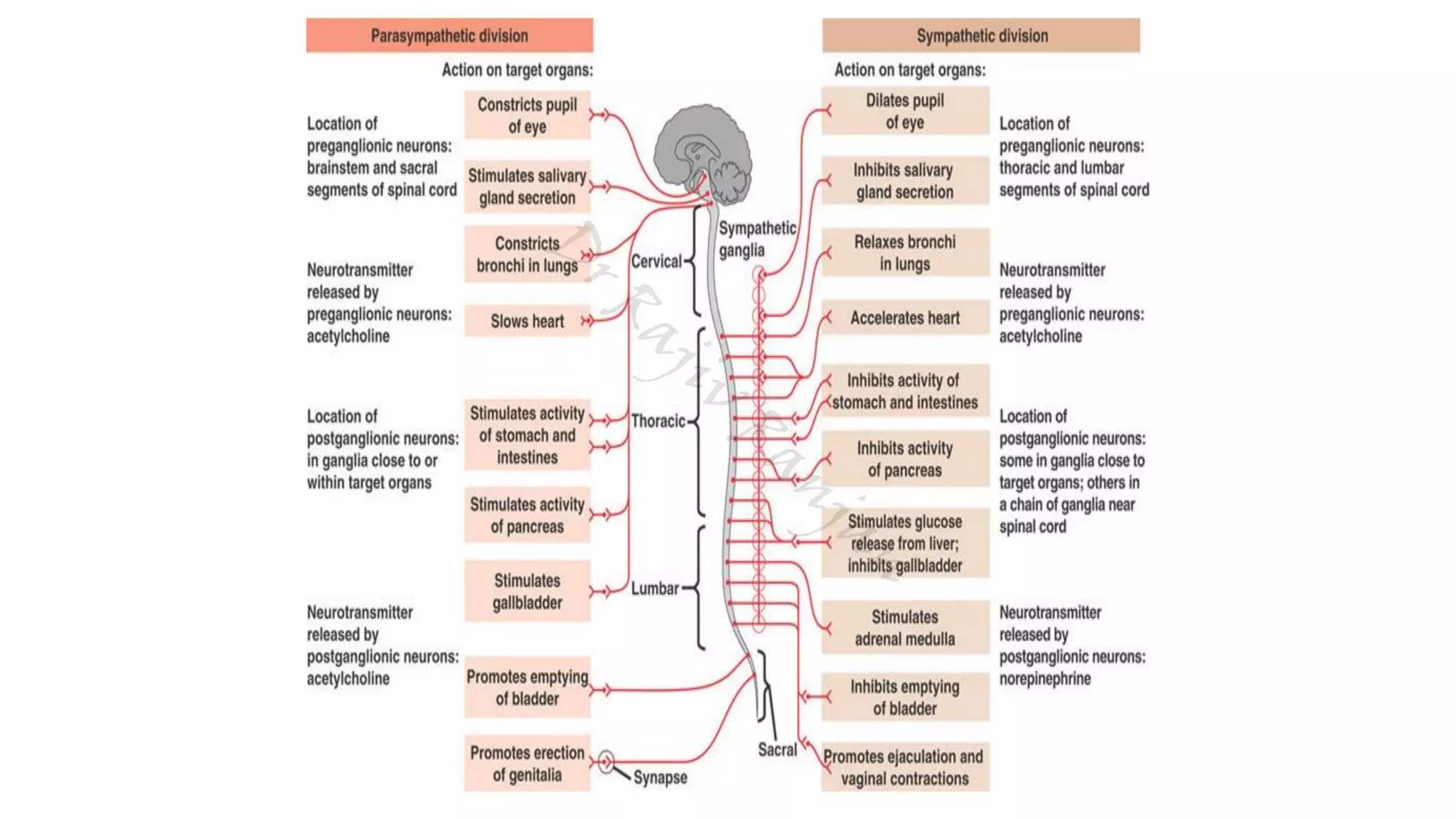Sympathetic nervous system | PDF | Death, Injury, or Military Conflict ...