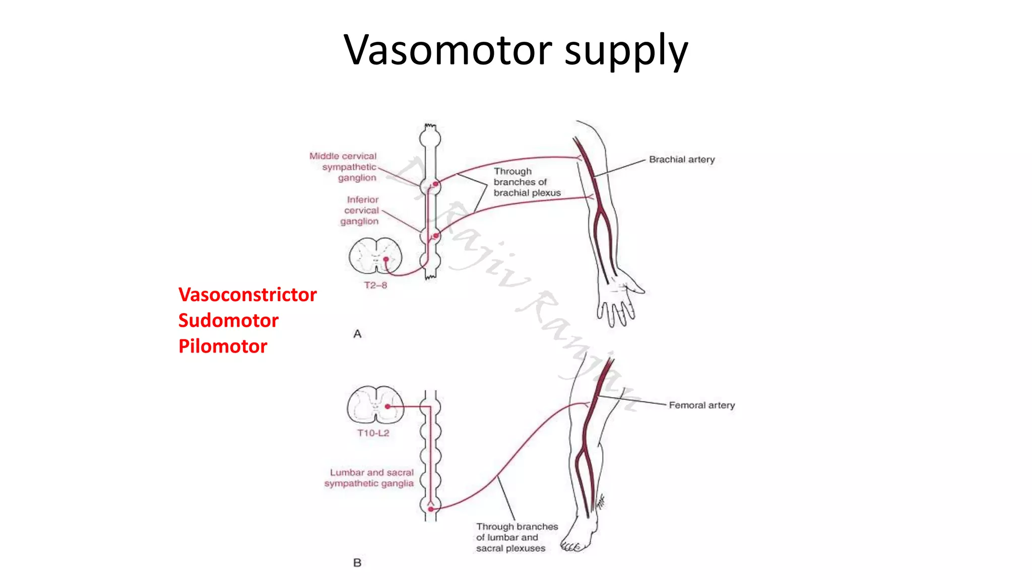 Sympathetic nervous system | PDF