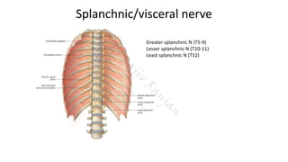 Sympathetic nervous system | PDF