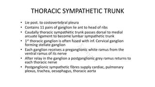 Sympathetic nervous system | PDF