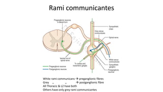 Sympathetic nervous system | PDF | Death, Injury, or Military Conflict ...