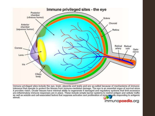 Sympathetic ophthalmitis | PPTX