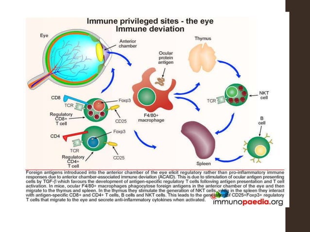 Sympathetic ophthalmitis | PPTX