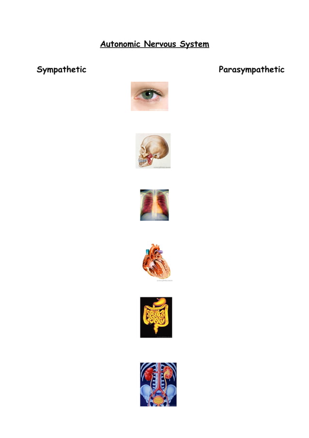 Sympathetic Parasympathetic Wksheet | DOC