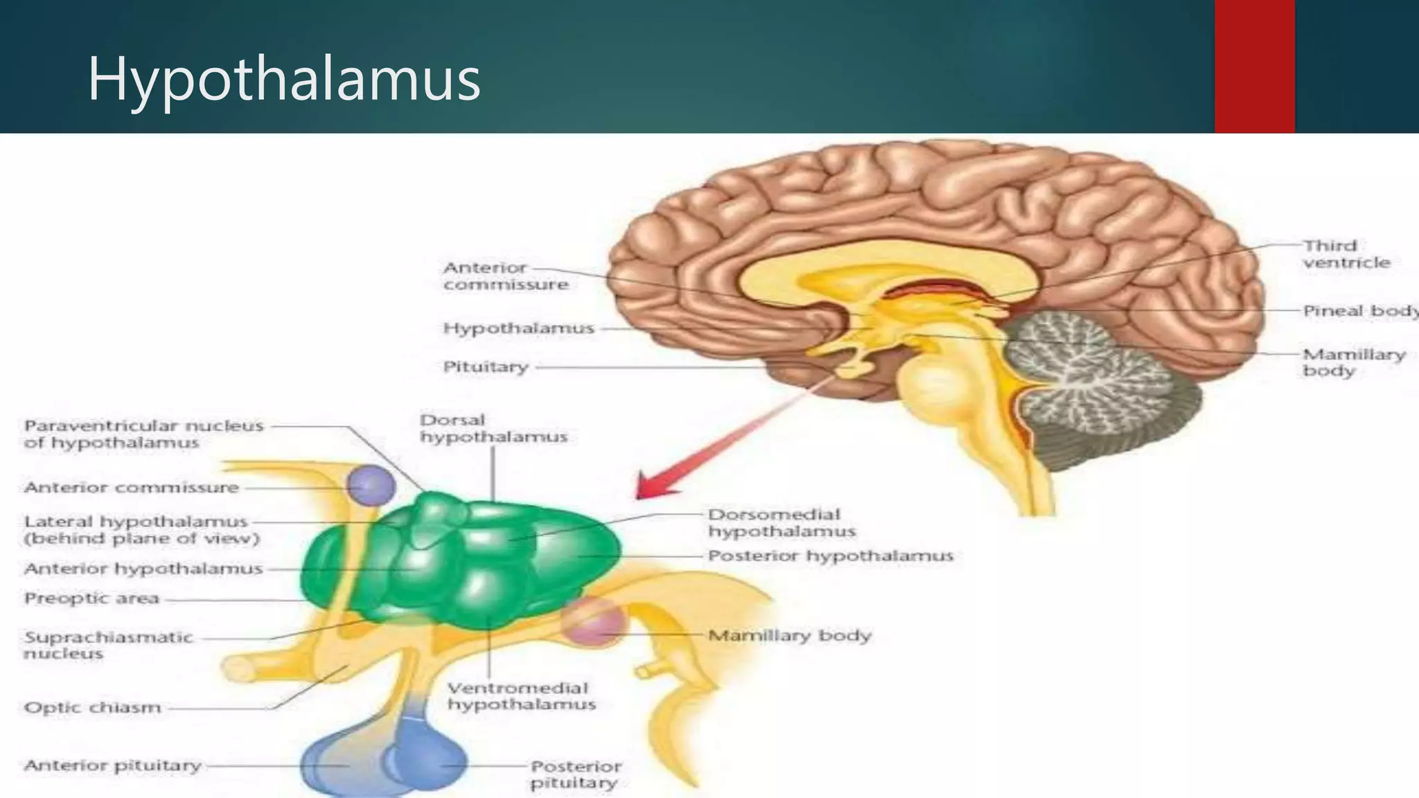 Sympathetic supply to eyeball and Horner syndrome | PPTX