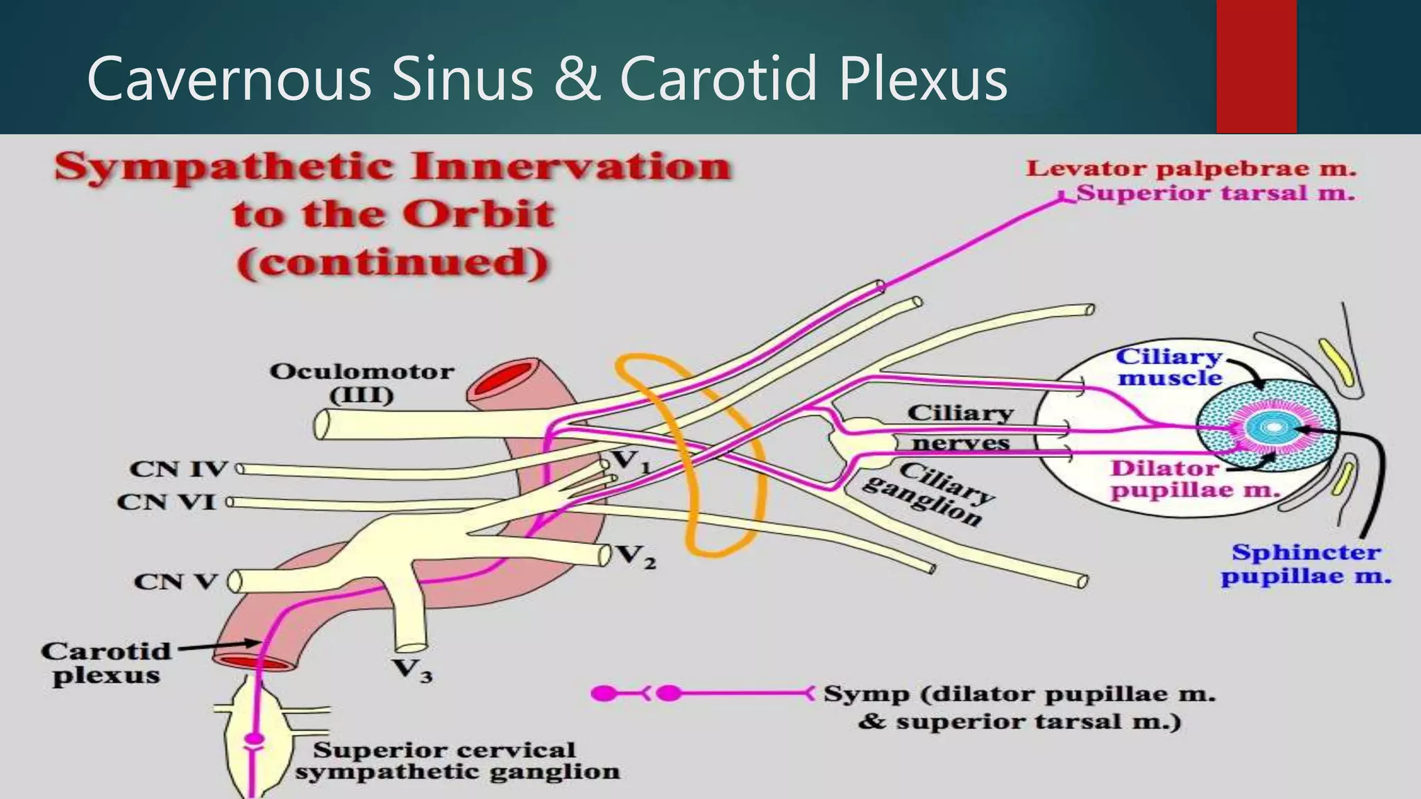 Sympathetic supply to eyeball and Horner syndrome | PPTX