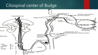 Sympathetic supply to eyeball and Horner syndrome | PPT