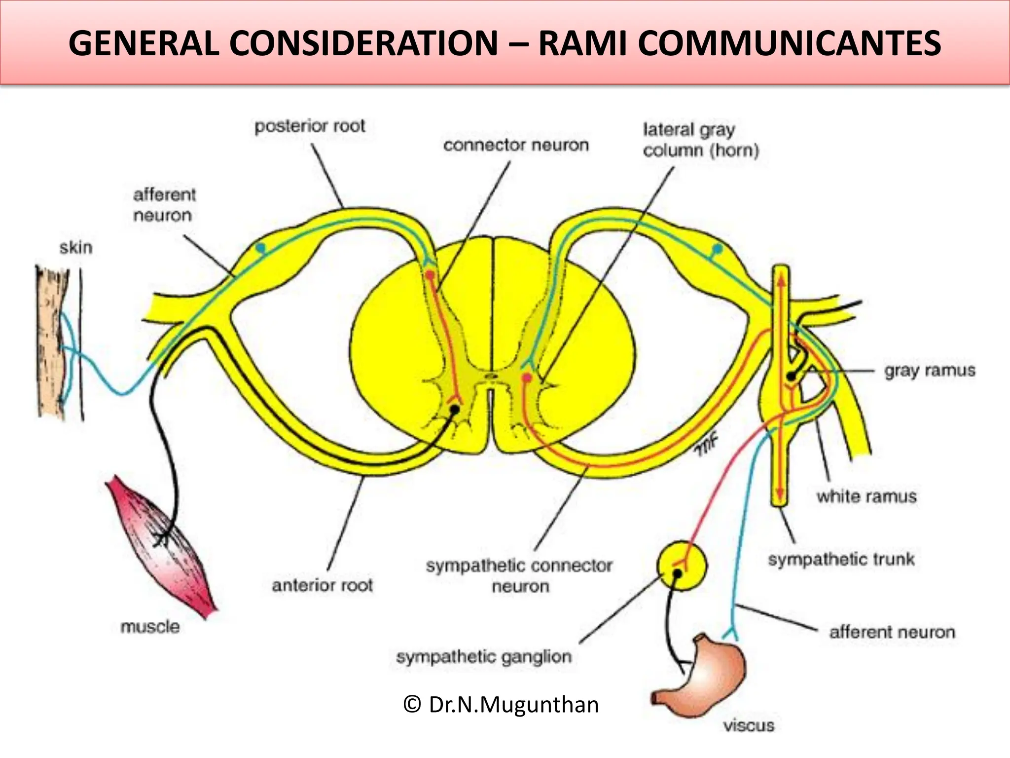 SYMPATHETIC SYSTEM & CERVICAL SYMPATHETIC CHAIN -Prof.Dr.N.Mugunthan ...