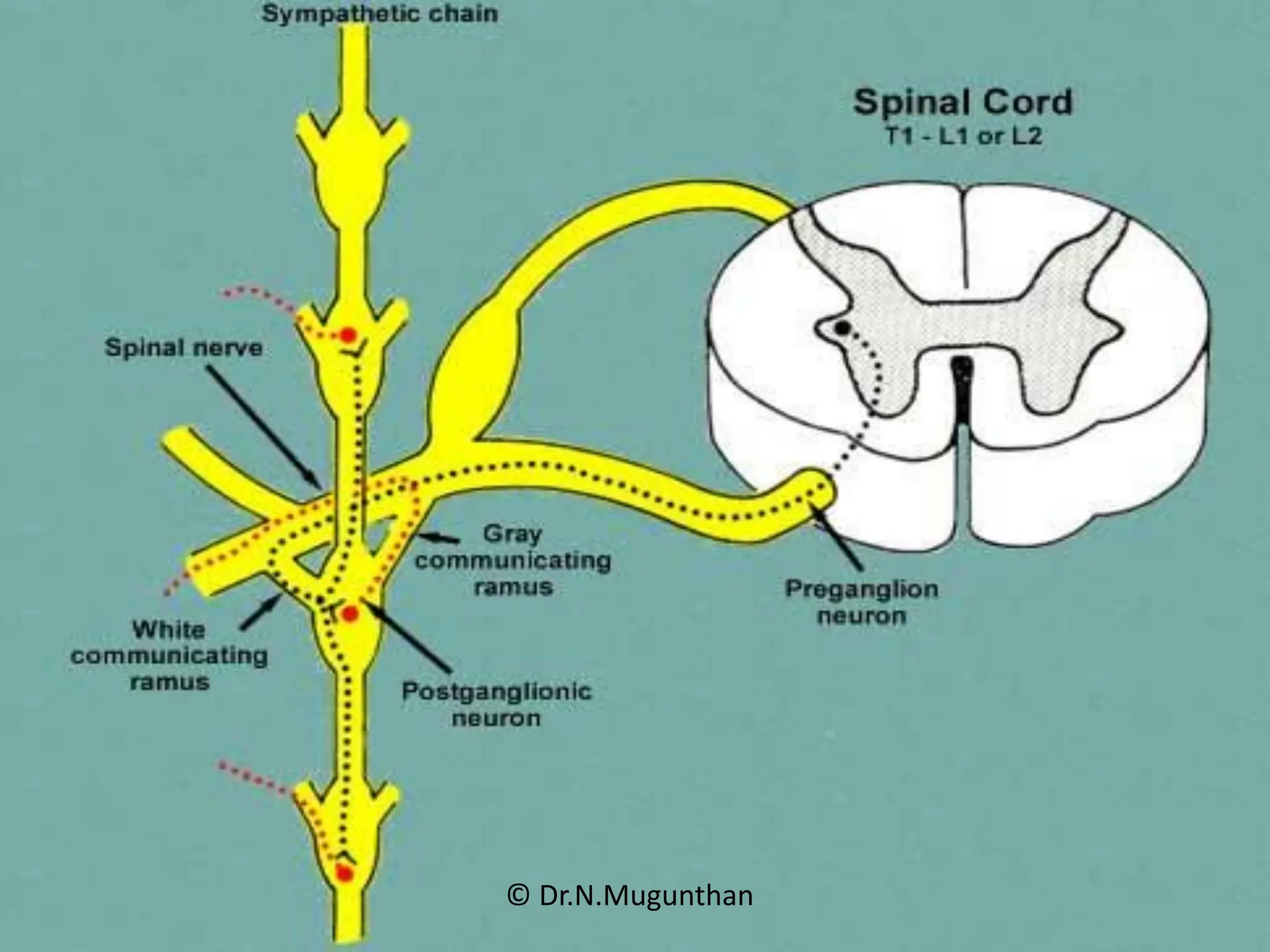 SYMPATHETIC SYSTEM & CERVICAL SYMPATHETIC CHAIN -Prof.Dr.N.Mugunthan ...
