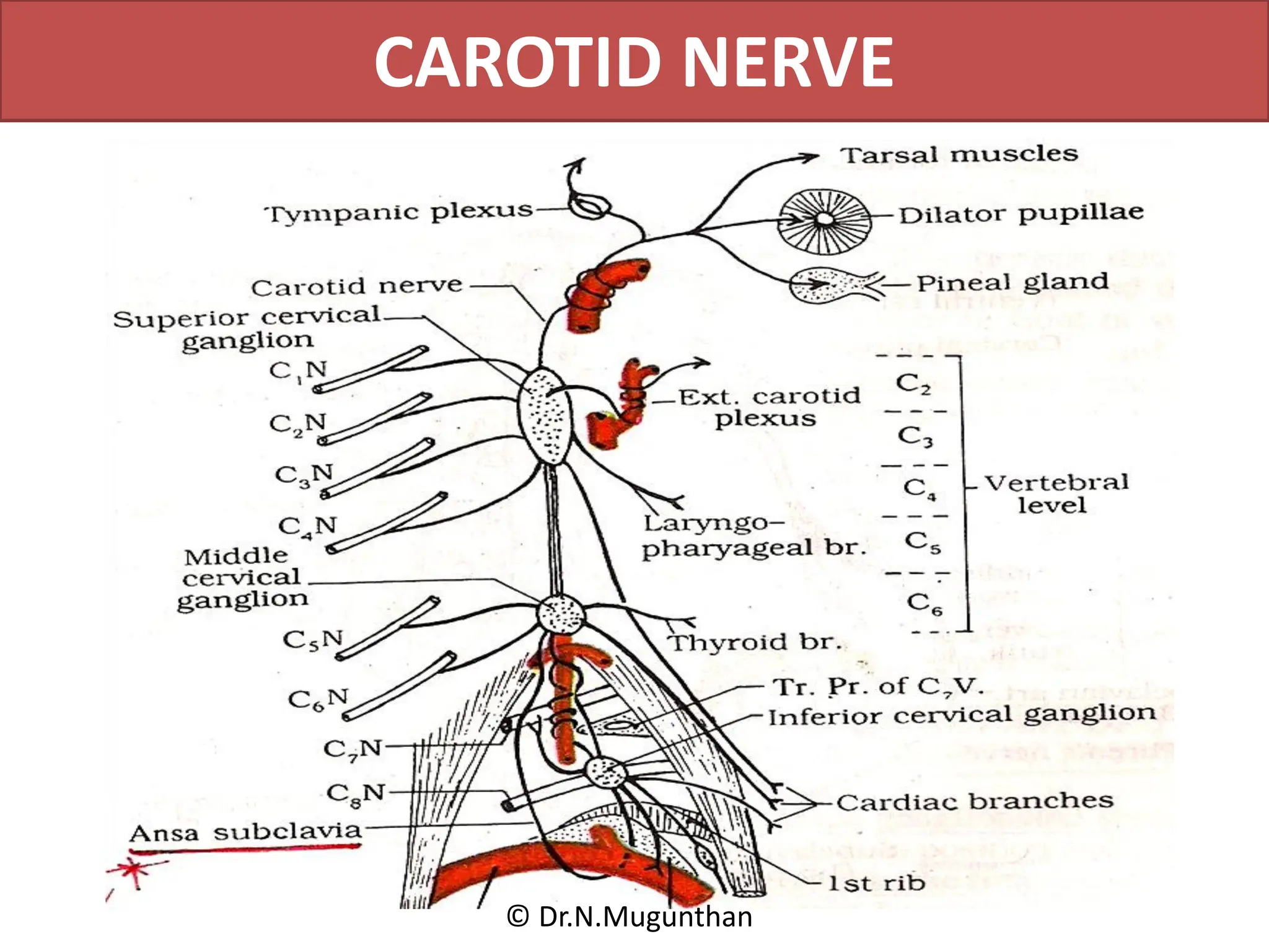 SYMPATHETIC SYSTEM & CERVICAL SYMPATHETIC CHAIN -Prof.Dr.N.Mugunthan ...