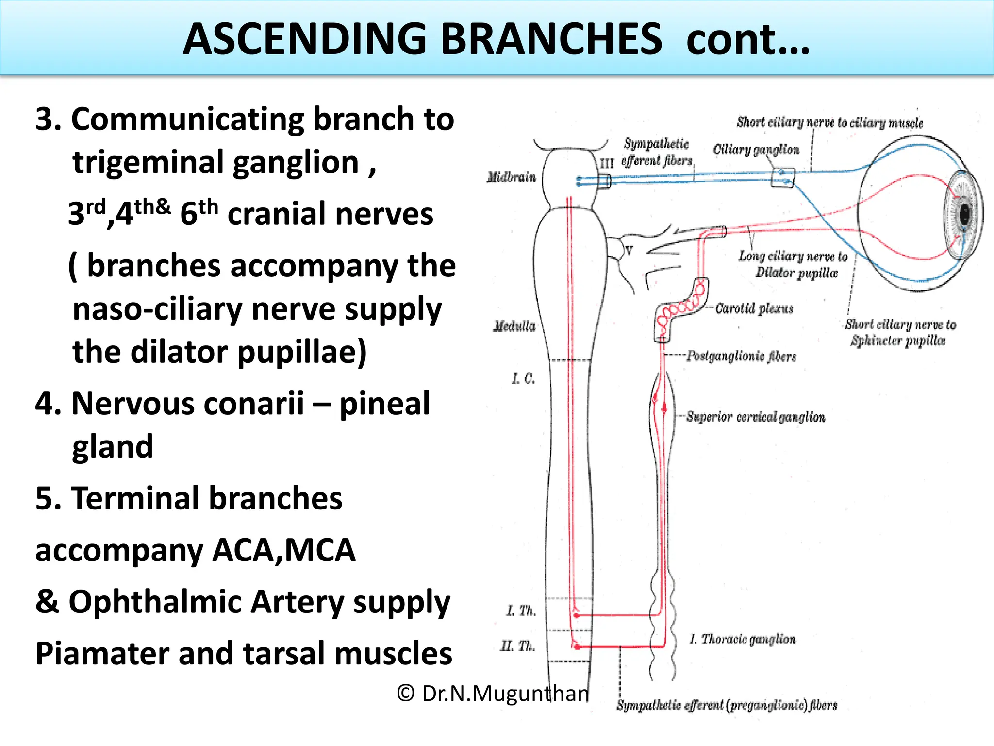 SYMPATHETIC SYSTEM & CERVICAL SYMPATHETIC CHAIN -Prof.Dr.N.Mugunthan ...