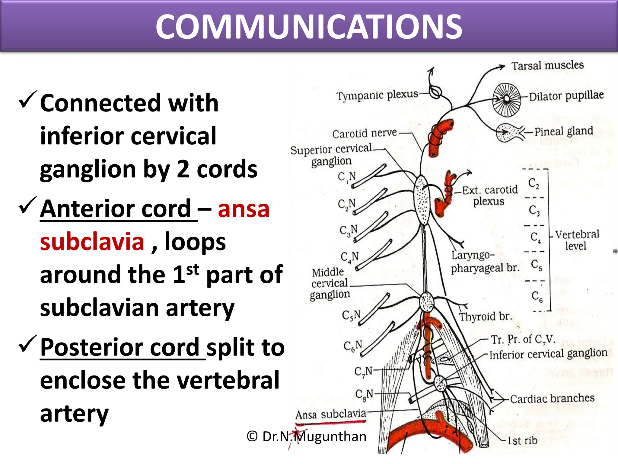 SYMPATHETIC SYSTEM & CERVICAL SYMPATHETIC CHAIN -Prof.Dr.N.Mugunthan ...
