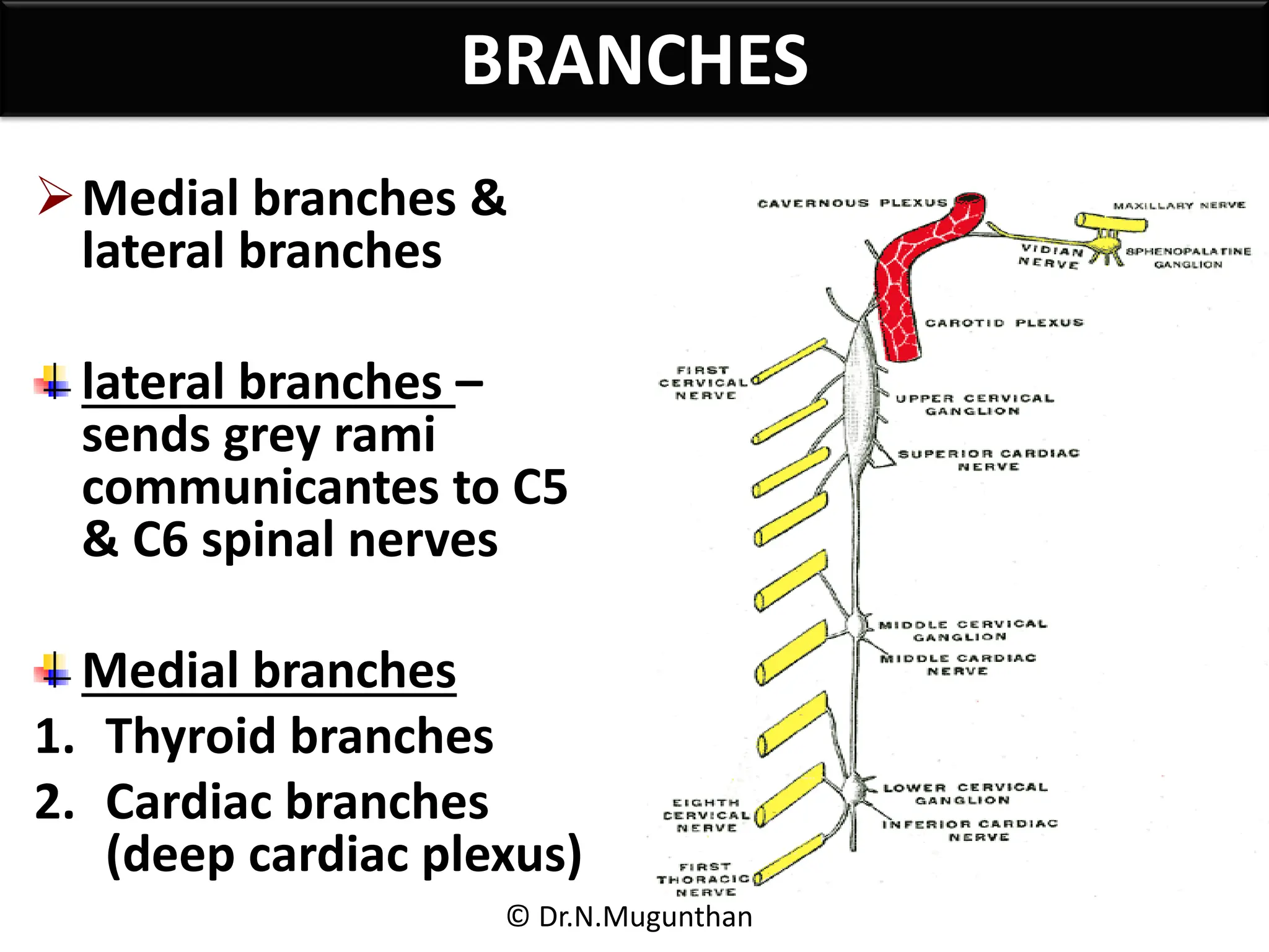SYMPATHETIC SYSTEM & CERVICAL SYMPATHETIC CHAIN -Prof.Dr.N.Mugunthan ...