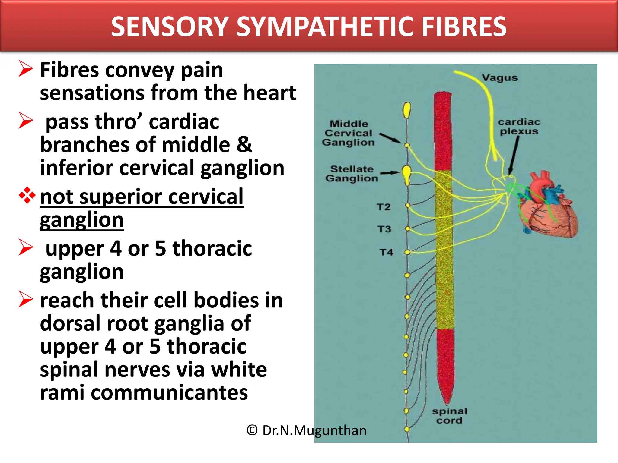 SYMPATHETIC SYSTEM & CERVICAL SYMPATHETIC CHAIN -Prof.Dr.N.Mugunthan ...