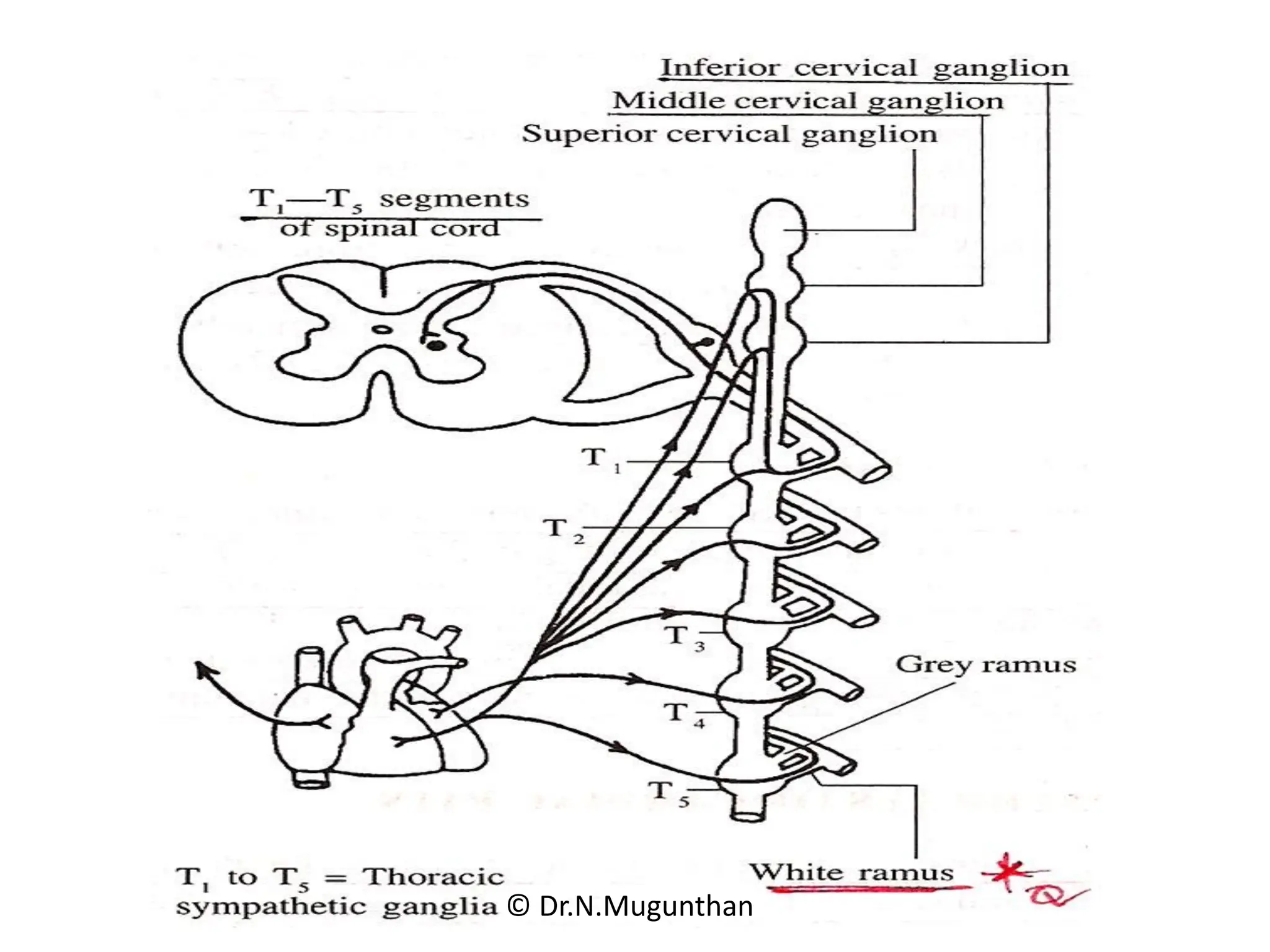 SYMPATHETIC SYSTEM & CERVICAL SYMPATHETIC CHAIN -Prof.Dr.N.Mugunthan ...
