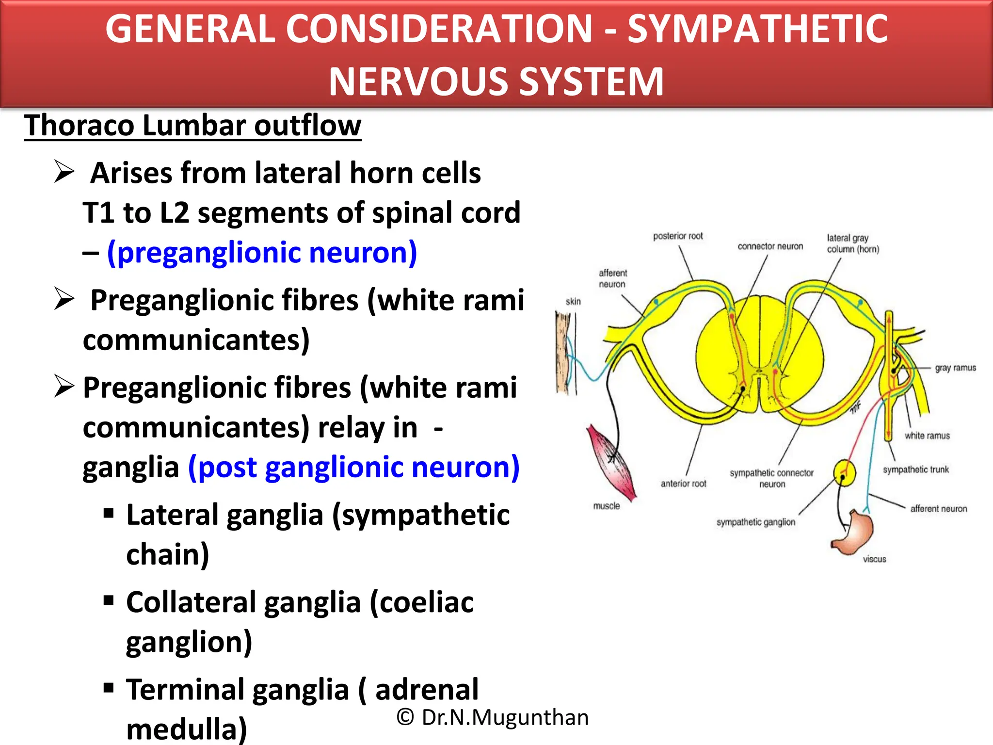 SYMPATHETIC SYSTEM & CERVICAL SYMPATHETIC CHAIN -Prof.Dr.N.Mugunthan ...