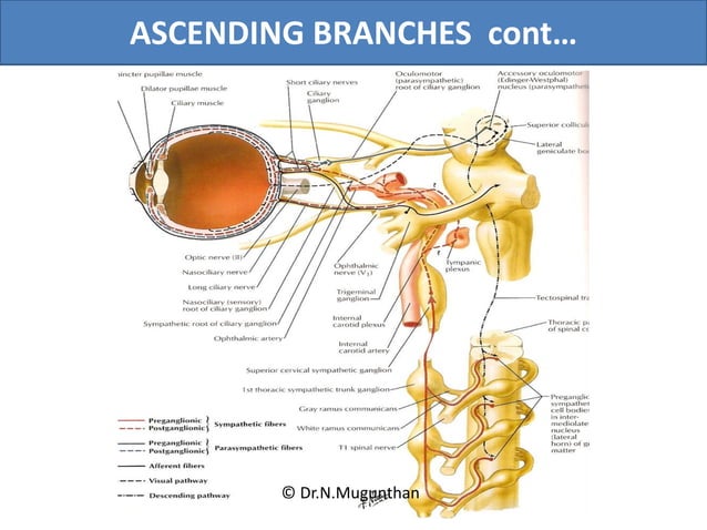 SYMPATHETIC SYSTEM & CERVICAL SYMPATHETIC CHAIN -Prof.Dr.N.Mugunthan ...