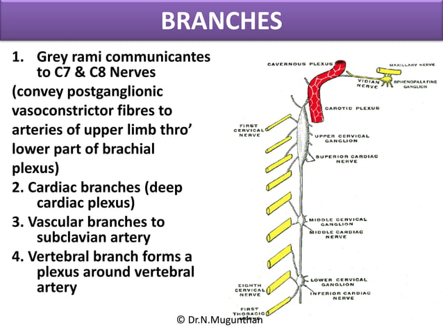 SYMPATHETIC SYSTEM & CERVICAL SYMPATHETIC CHAIN -Prof.Dr.N.Mugunthan ...