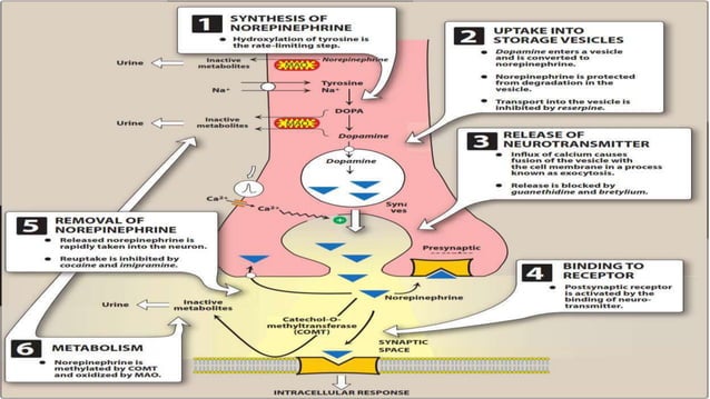 Sympatholytic drugs | PPTX