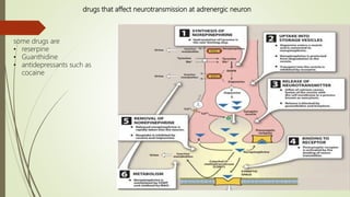 Sympatholytics | PPTX | Heart and Cardiovascular Diseases | Diseases ...