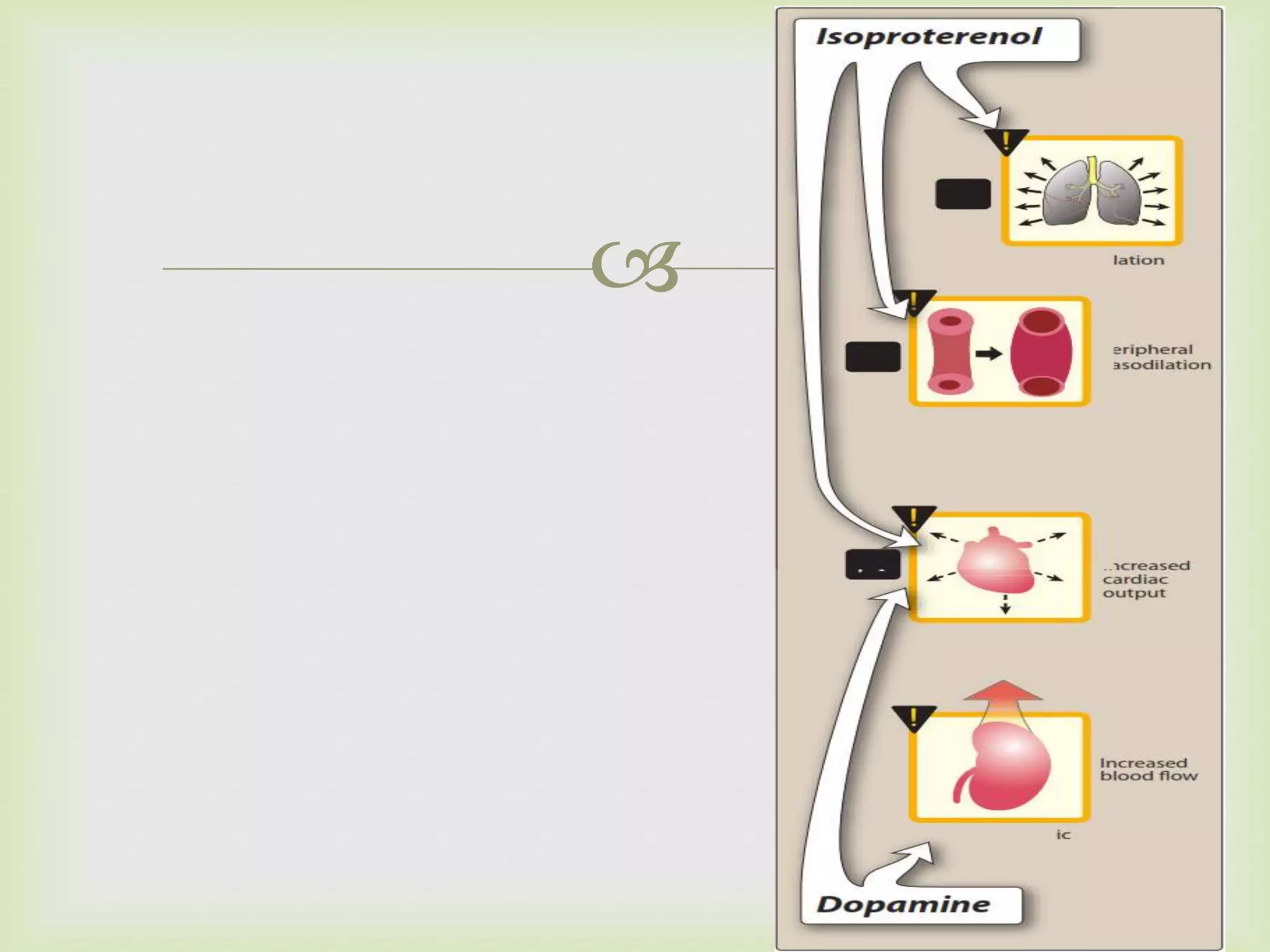 Sympathomimetic | PPTX