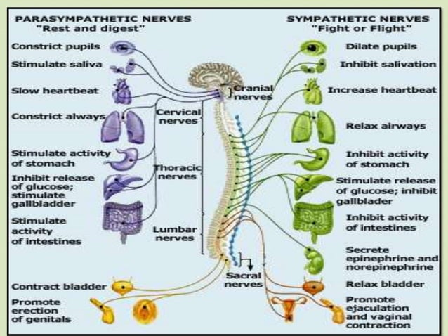 Sympathomimetic | PPTX | Endocrine and Metabolic Diseases | Diseases ...