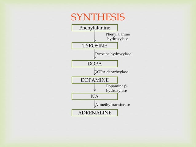 Sympathomimetic | PPTX | Endocrine and Metabolic Diseases | Diseases and Conditions