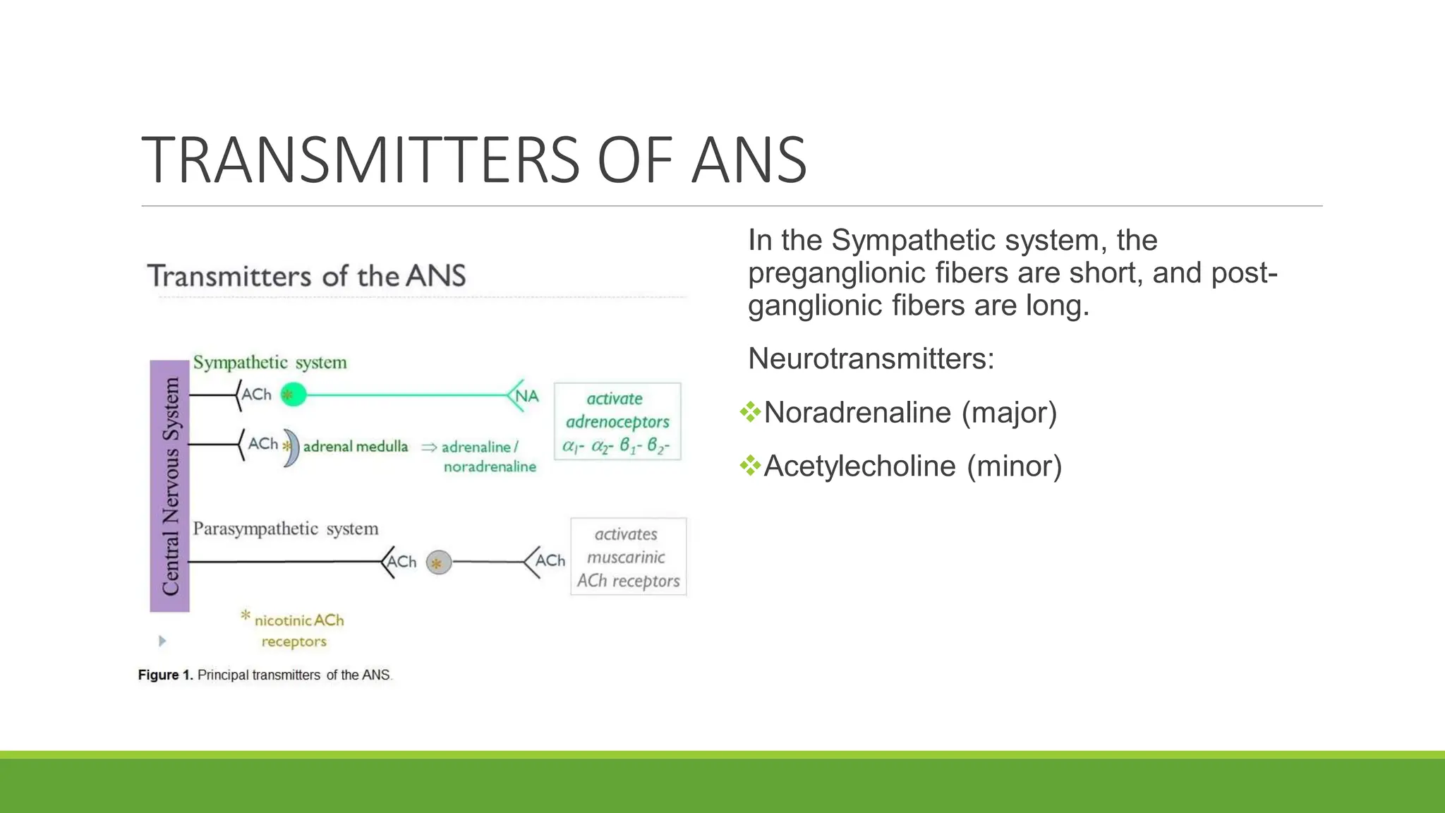 SYMPATHOMIMETIC AND ADRENERGIC DRUGS. PDF | PDF