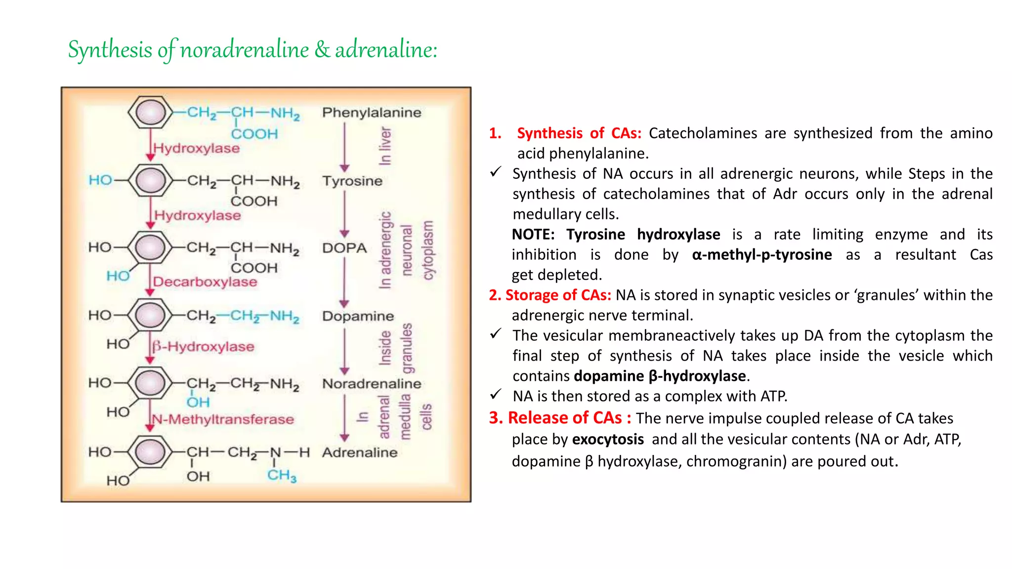 Sympathomimetic drugs | PPTX