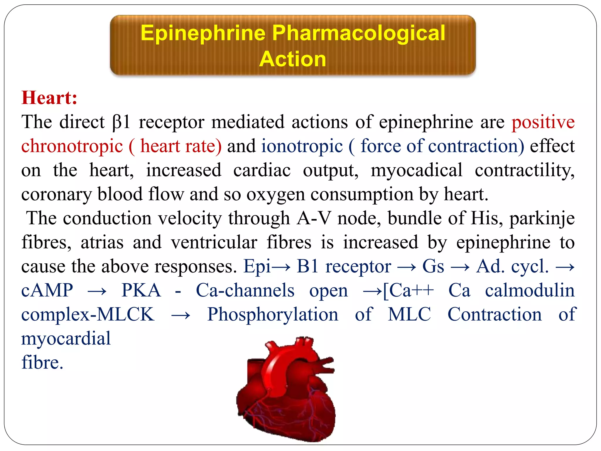Sympathomimetic Drugs | PPTX