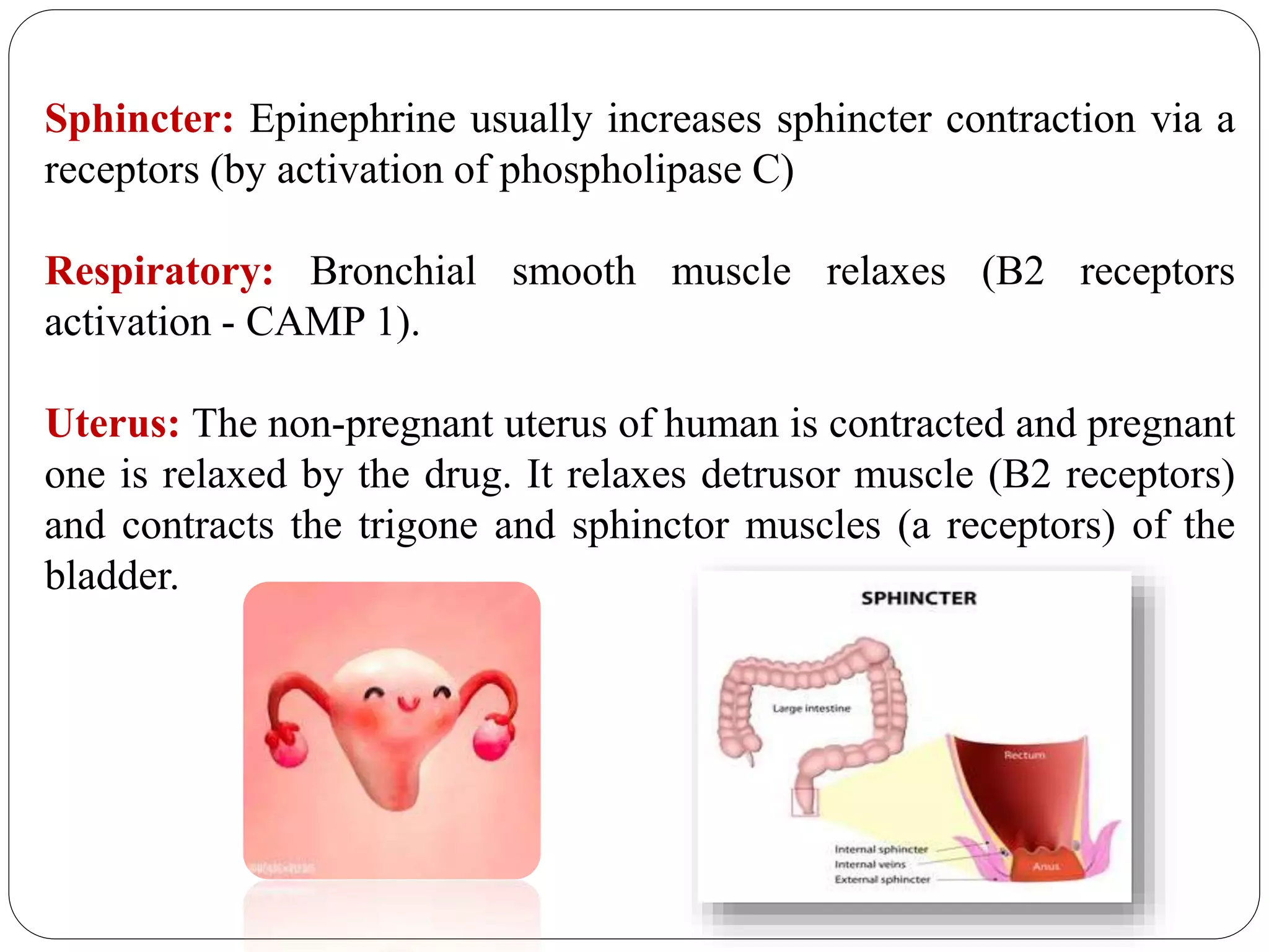 Sympathomimetic Drugs | PPTX