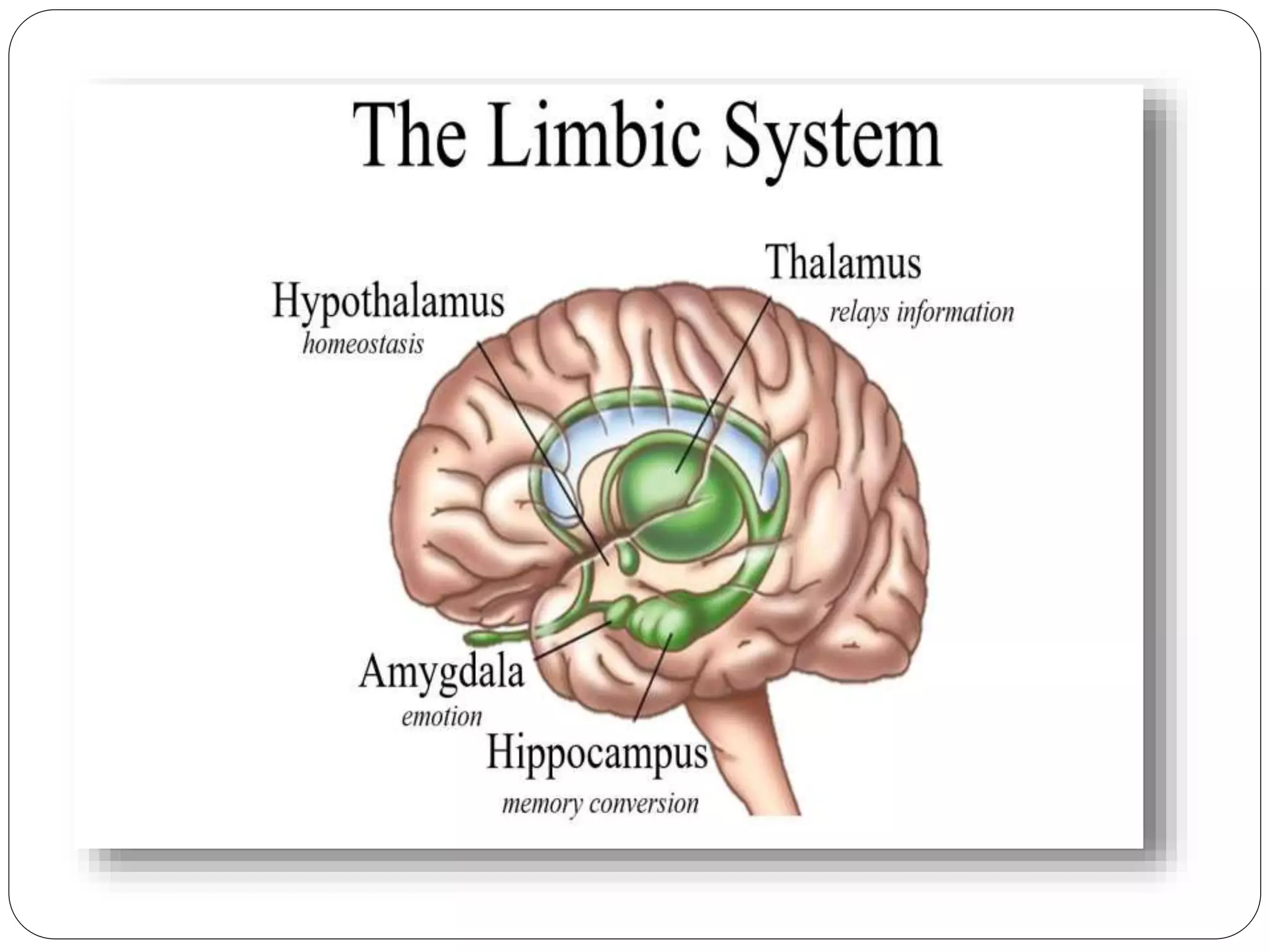 Sympathomimetic Drugs | PPTX