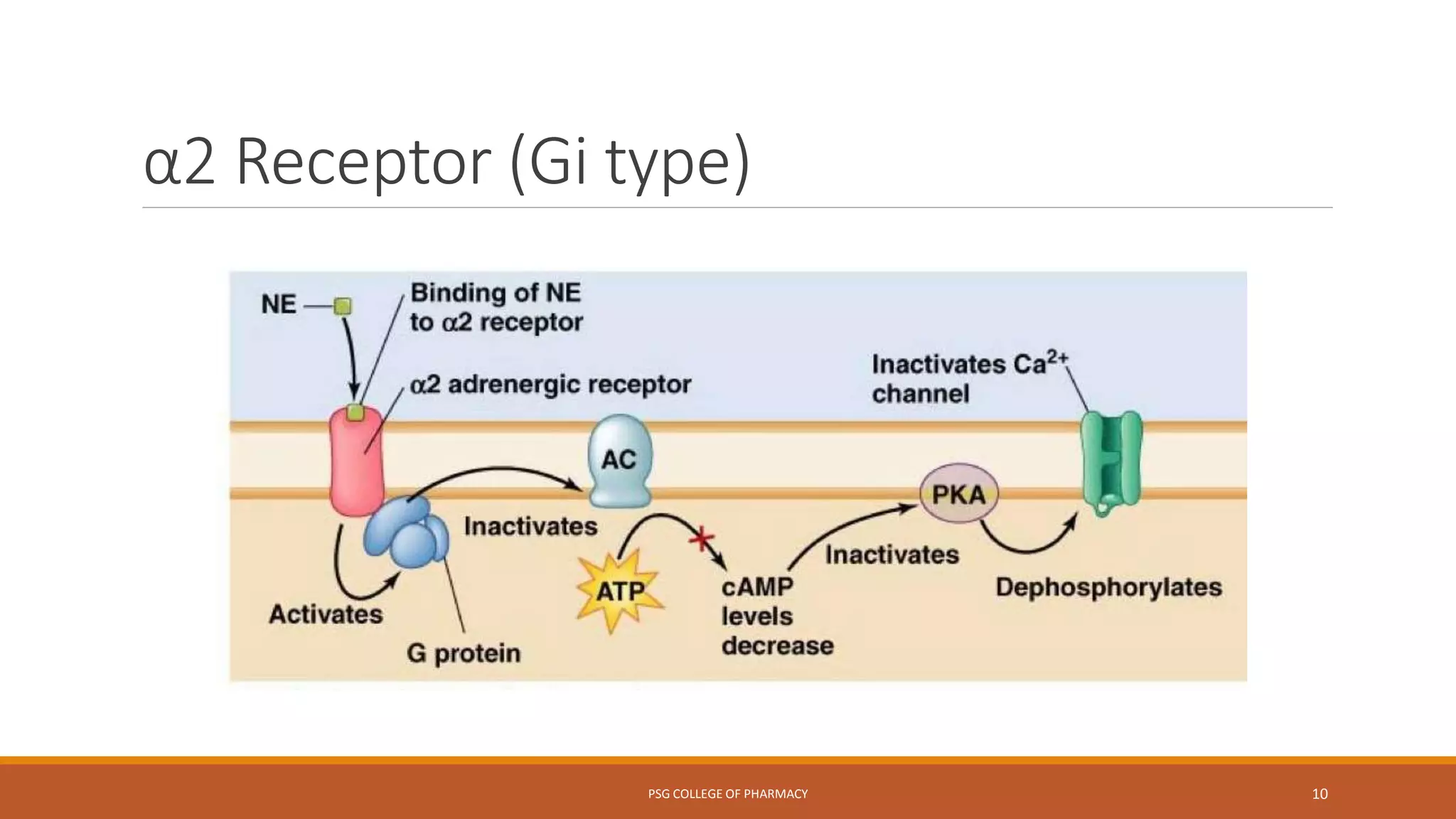 Sympathomimetics- pharmacology | PPTX