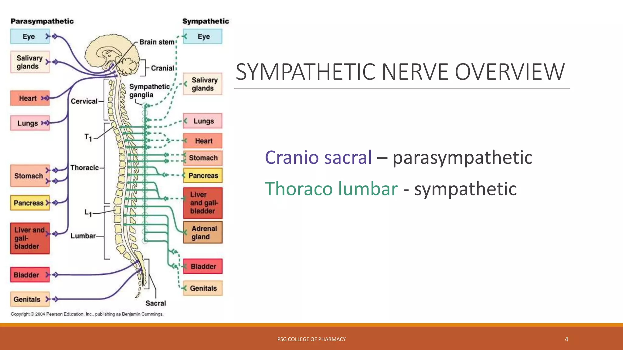 Sympathomimetics- pharmacology | PPTX