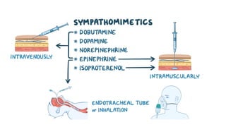 Sympathomimetics | PPT