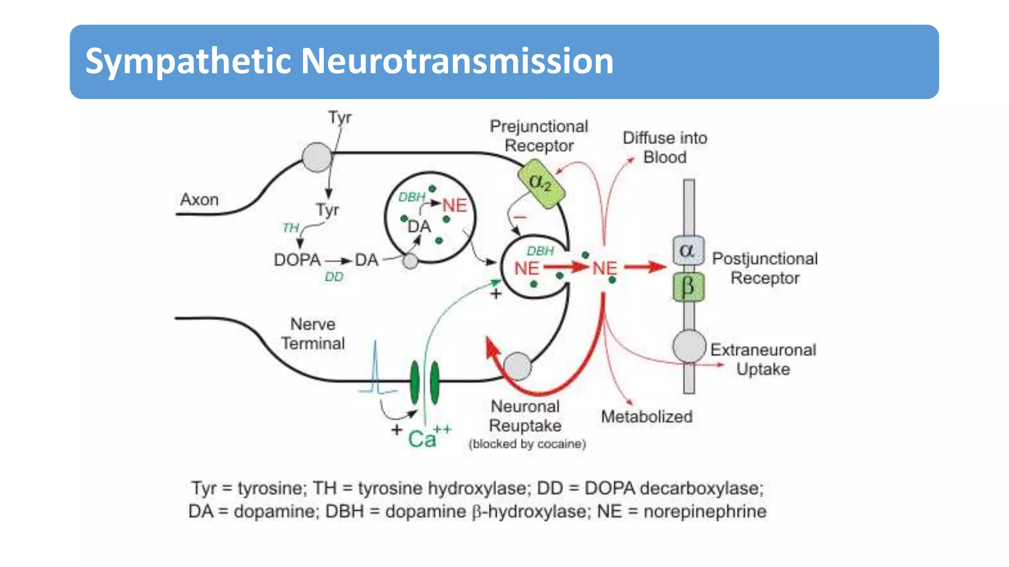 Sympathomimetics.pptx